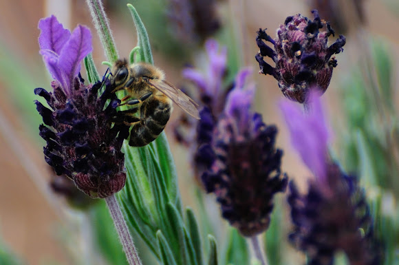 Iberian honey bee, abeja ibérica | Project Noah
