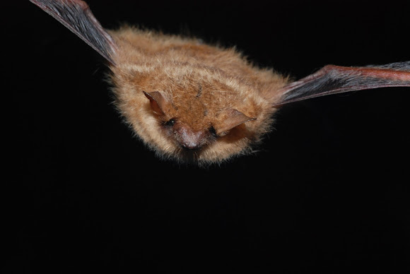 Tri-colored Bat | Project Noah