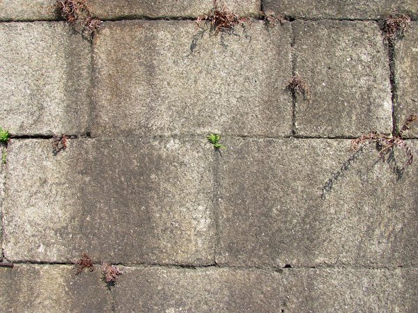 cliff brake | Project Noah