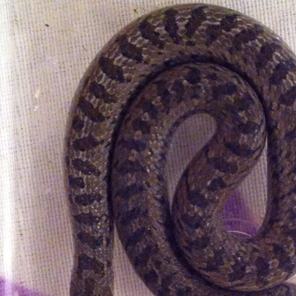 Serpiente ratonera | Project Noah