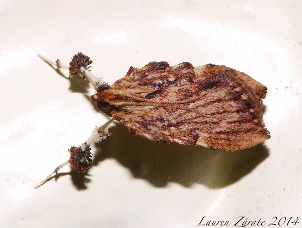 Bark Chip Moth | Project Noah