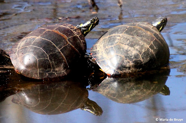 Eastern Painted Turtle | Project Noah