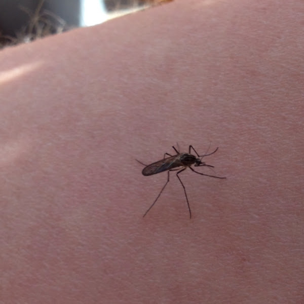 Common Mosquito | Project Noah