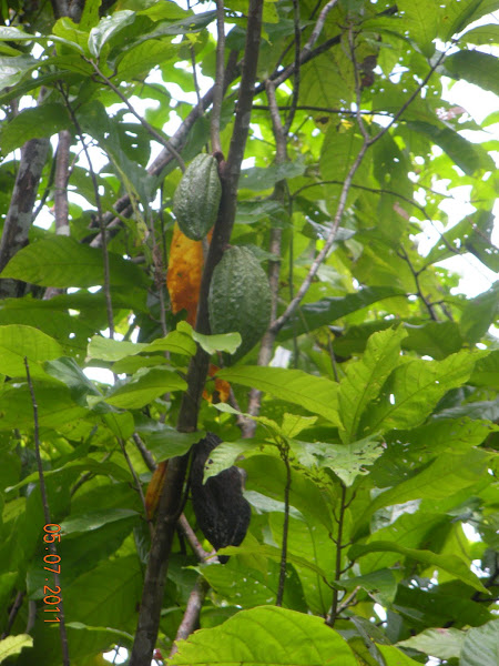 Cocoa | Project Noah