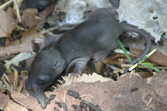 Eastern Woodrat (young) | Project Noah