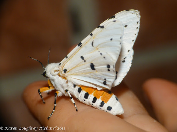 Salt marsh moth | Project Noah