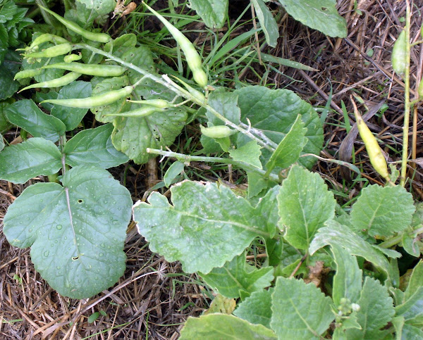 Wild radish | Project Noah