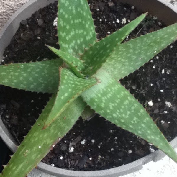 Aloe Vera | Project Noah