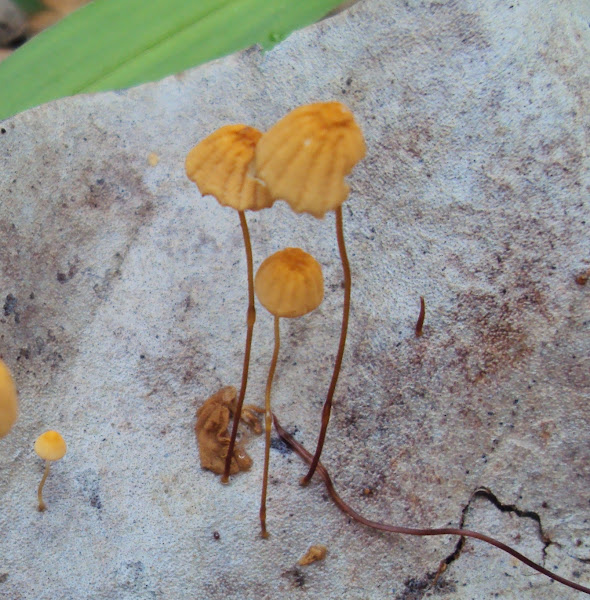 Marasmius species | Project Noah