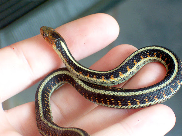 Red-Spotted Garter Snake | Project Noah