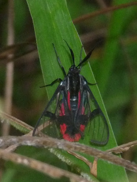 Ctenuchid moth | Project Noah