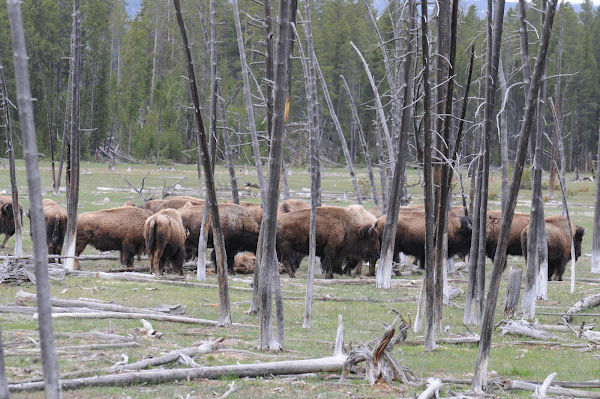 Bison | Project Noah