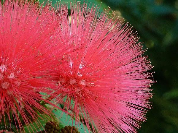 Calliandra | Project Noah