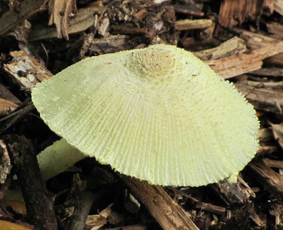 Yellow Parasol Mushroom | Project Noah
