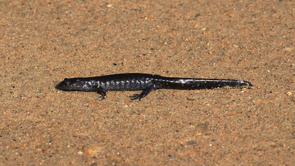 Blue-spotted Salamander | Project Noah
