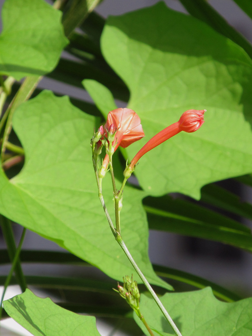 Small Red Morning Glory | Project Noah