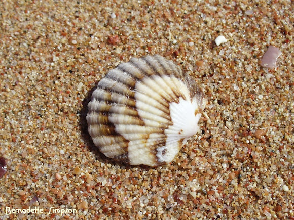 Bittersweet Clam Shell | Project Noah