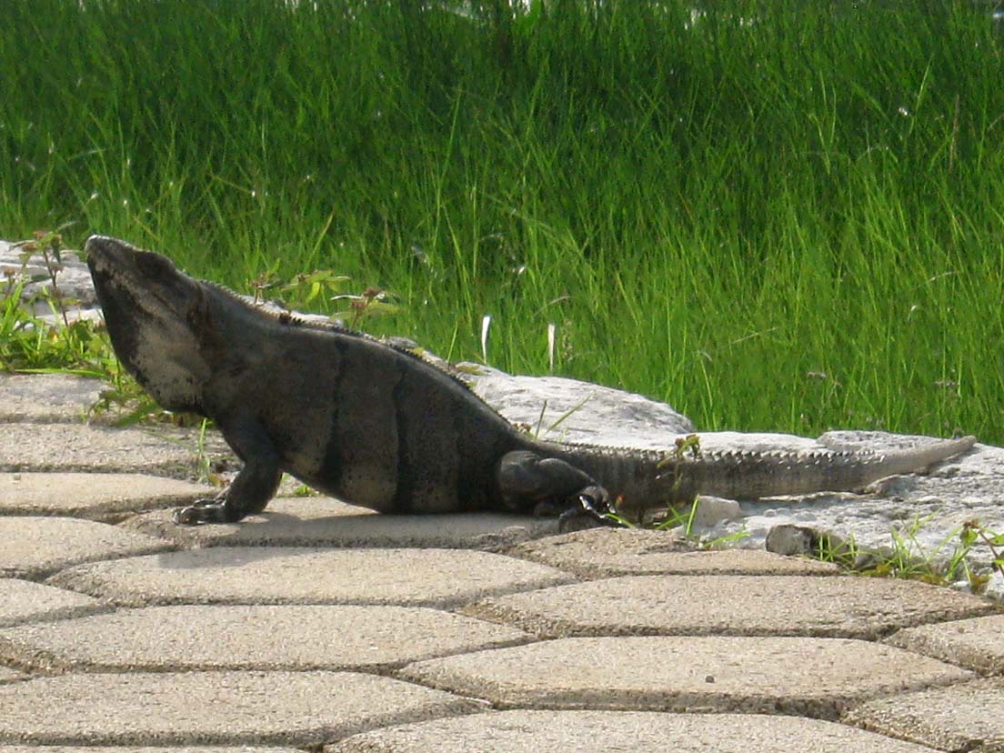 Black Spiny-tailed Iguana | Project Noah