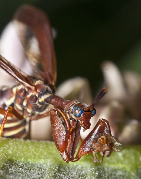 Brown Mantidfly | Project Noah