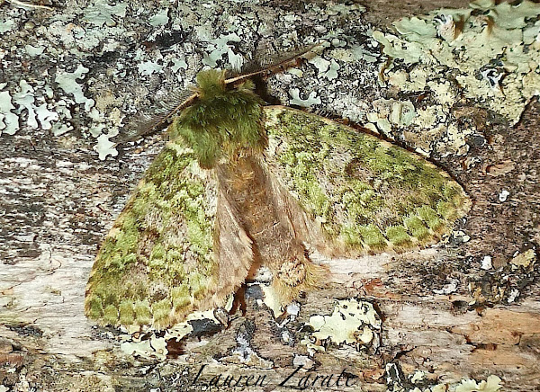 Moss Mimic Moth | Project Noah