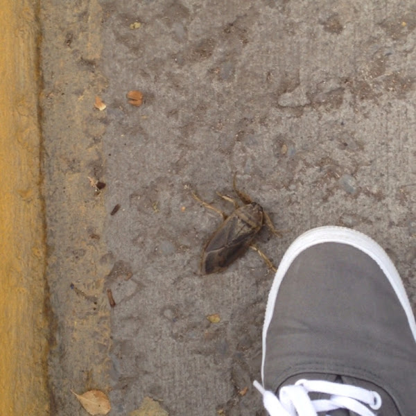 Eastern Toe-Biter | Project Noah