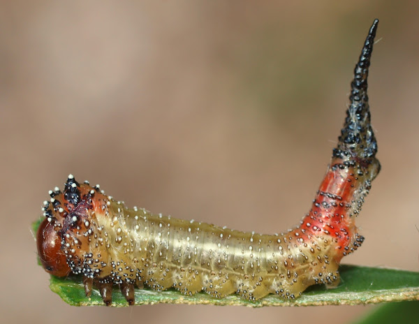 Sawfly larvae | Project Noah