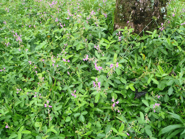 Desmodium | Project Noah