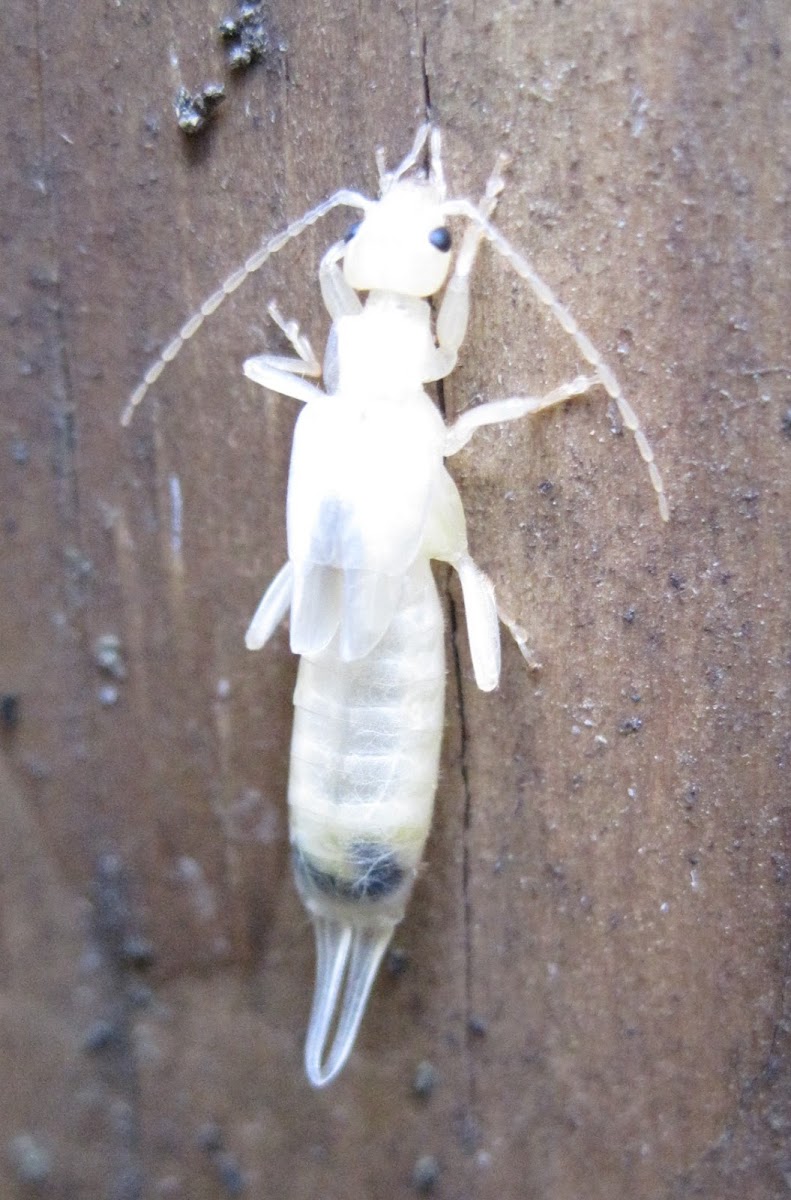 European Earwig, immature stages | Project Noah