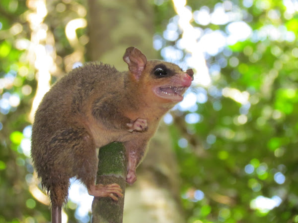 Long-furred woolly mouse opossum | Project Noah