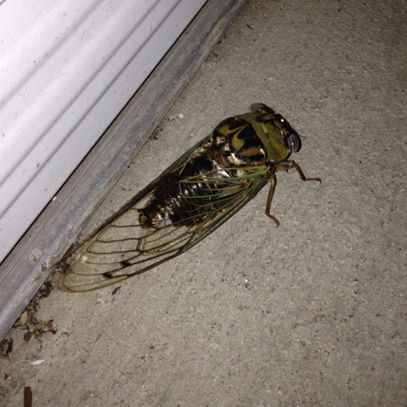 Cicada | Project Noah