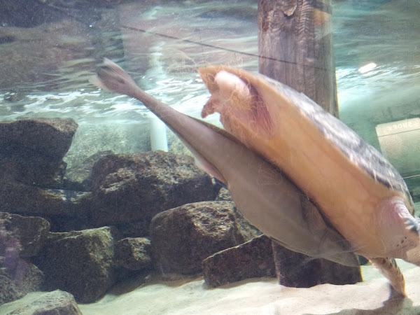 Common remora | Project Noah