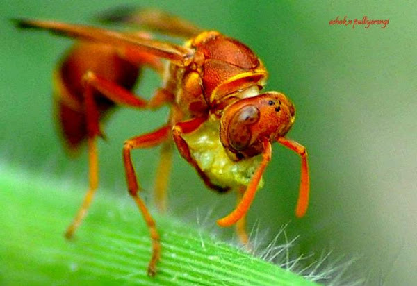 Red wasp | Project Noah