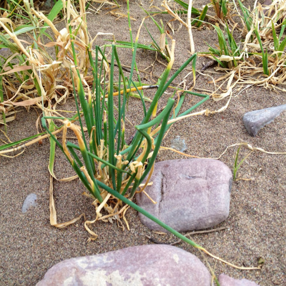 Wild chives | Project Noah