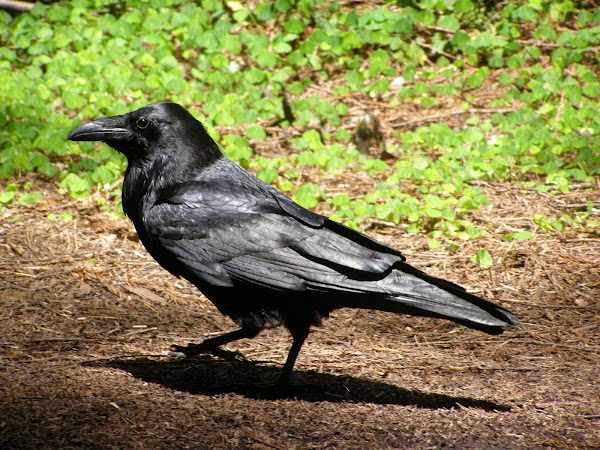 raven | Project Noah