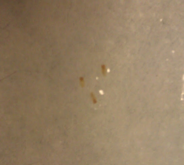 Feline Chewing Louse | Project Noah