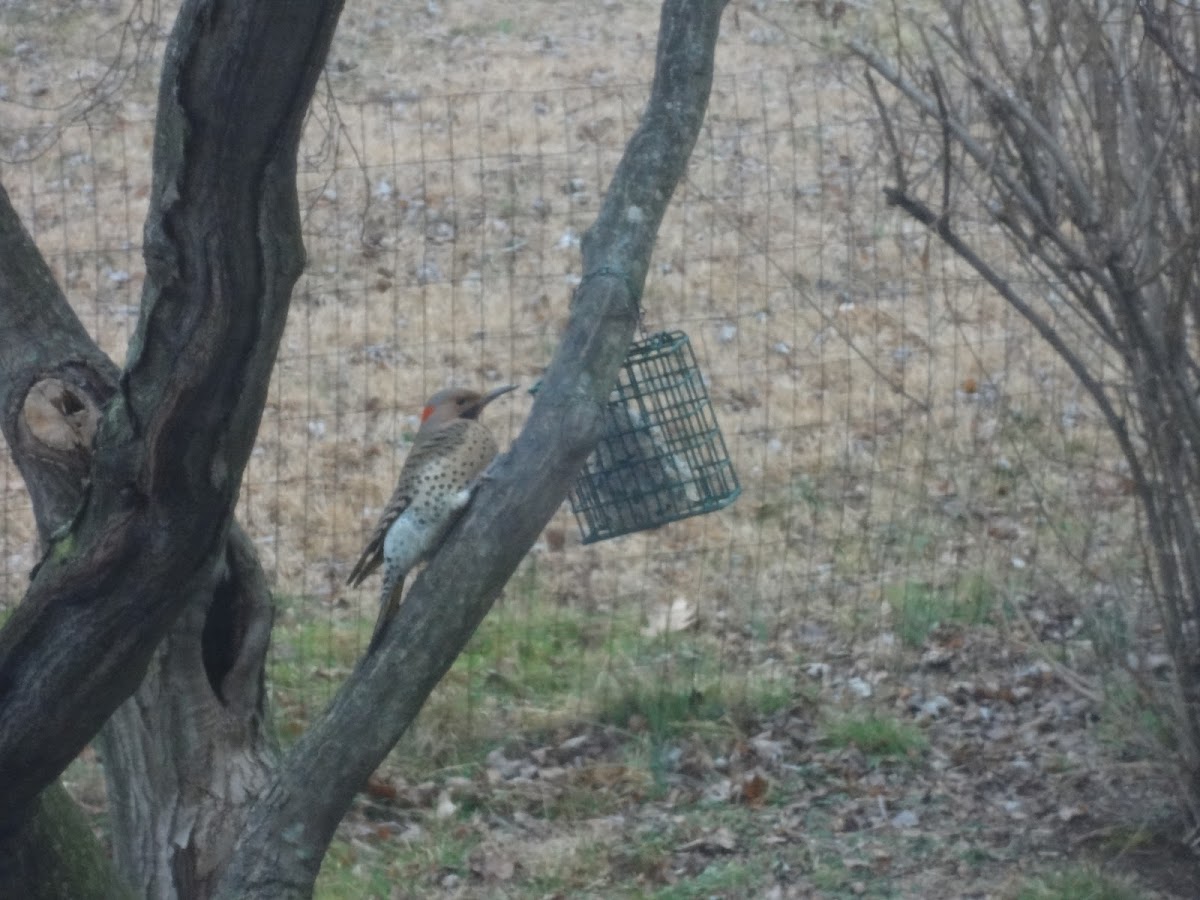 Northern Yellow-shafted Flicker | Project Noah