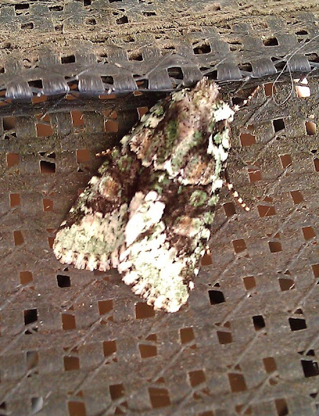 Explicit Arches | Project Noah