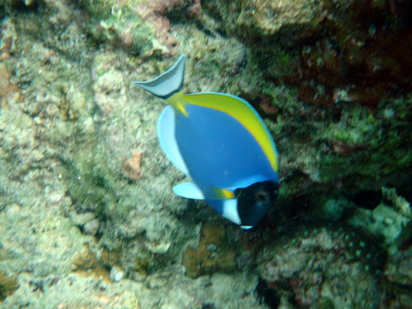 Powder Blue Surgeon Fish | Project Noah