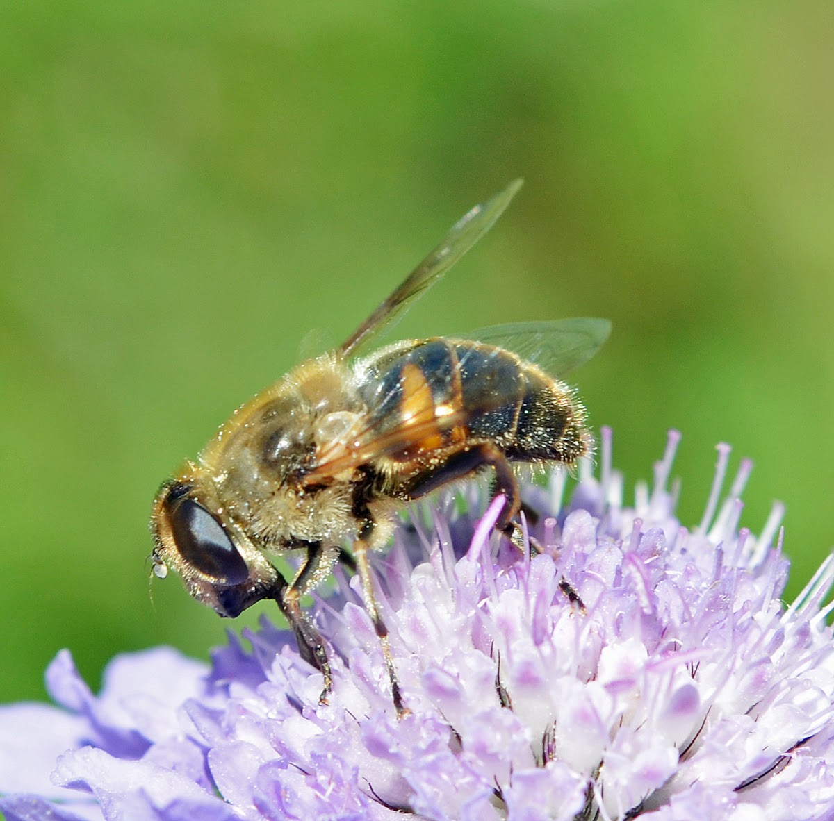 Drone fly | Project Noah