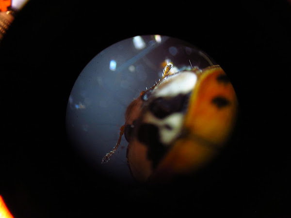 Under A Microscope: Multi-colored Asian Lady Beetle | Project Noah