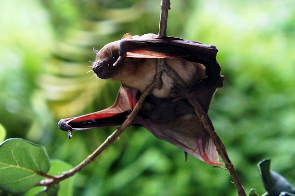 Lesser Asiatic Yellow House Bat (with Pup) | Project Noah