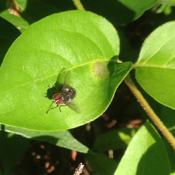 House Fly | Project Noah