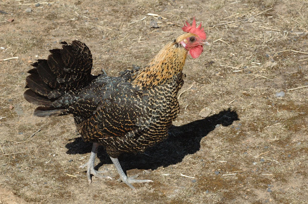 Domestic chickens | Project Noah