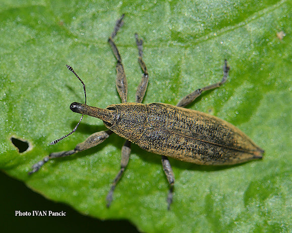 Yellow Weevil | Project Noah