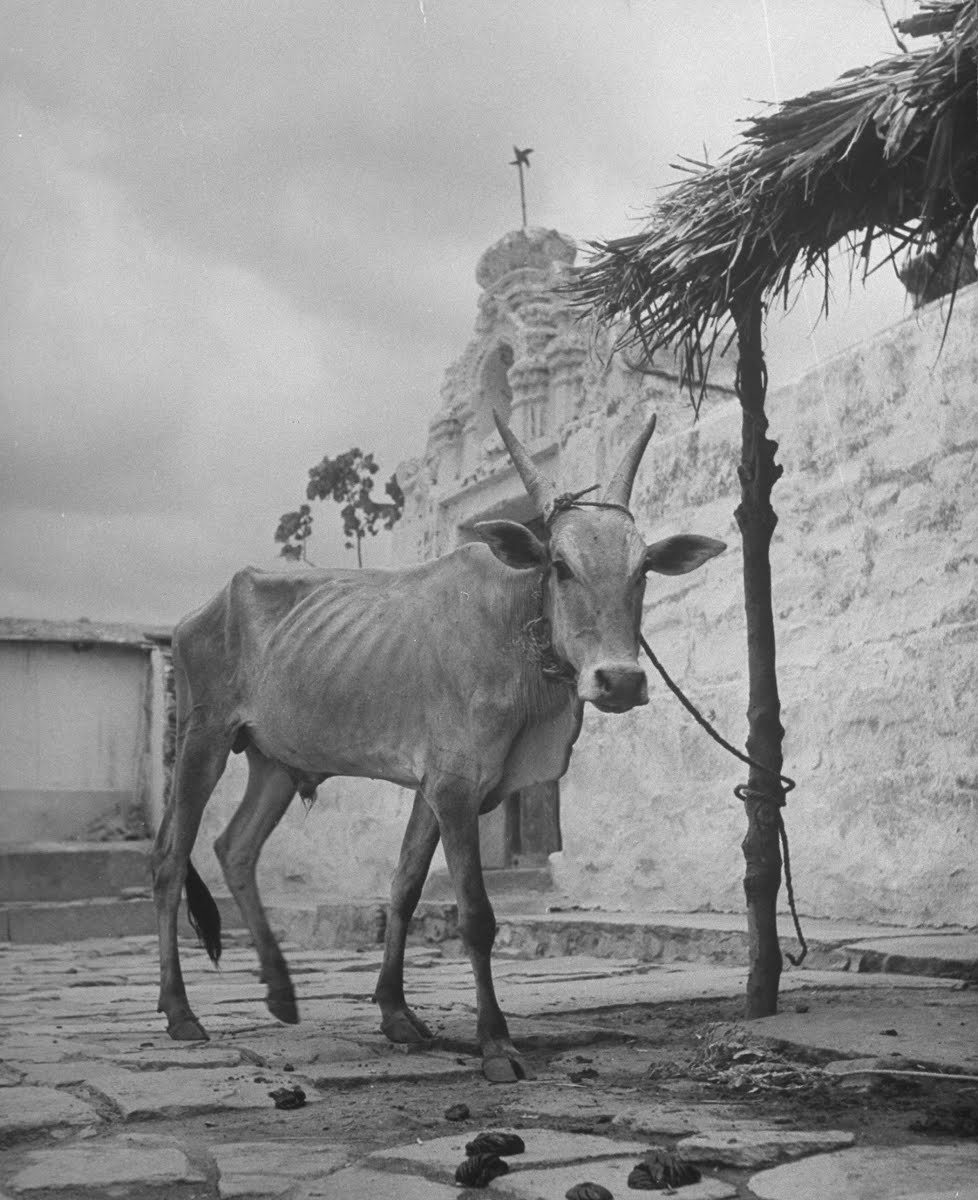 Cattle/Famine In India - Margaret Bourke-White — Google Arts & Culture