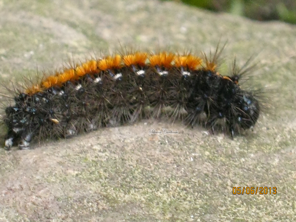 Gusano santamaria | Project Noah