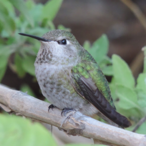 Anna's Hummingbird female | Project Noah