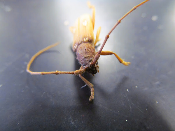 Ivory Longhorn Beetle | Project Noah