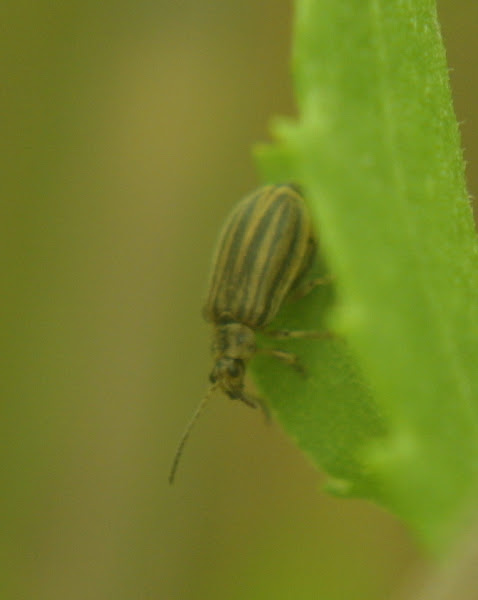 Skeletonizing Leaf Beetle | Project Noah