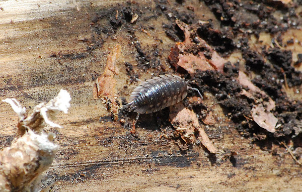 Spotted Pill Bug | Project Noah